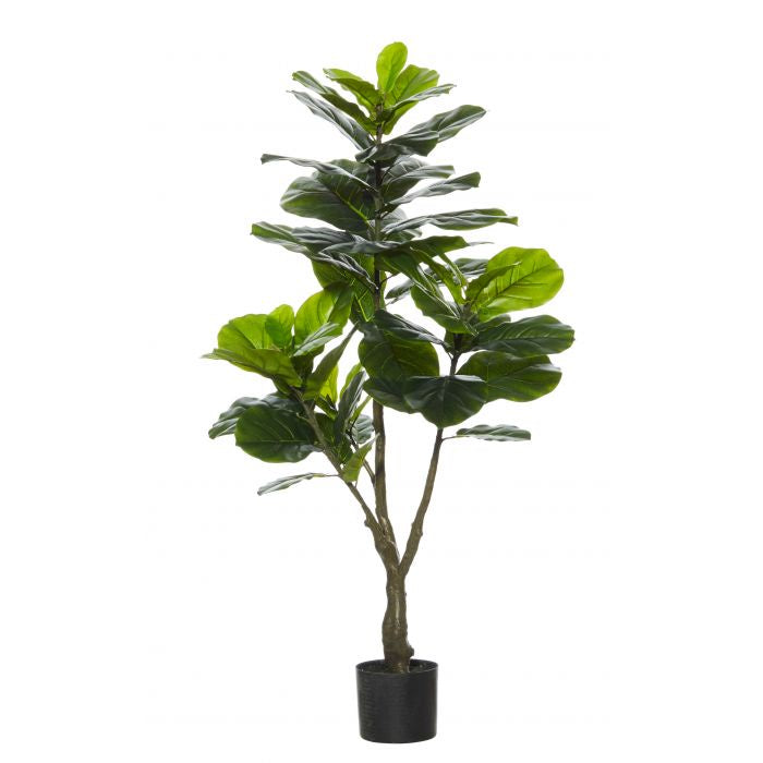 ROGUE GIANT FIDDLE TREE GREEN 65X55X120CM – Hollywood Interiors